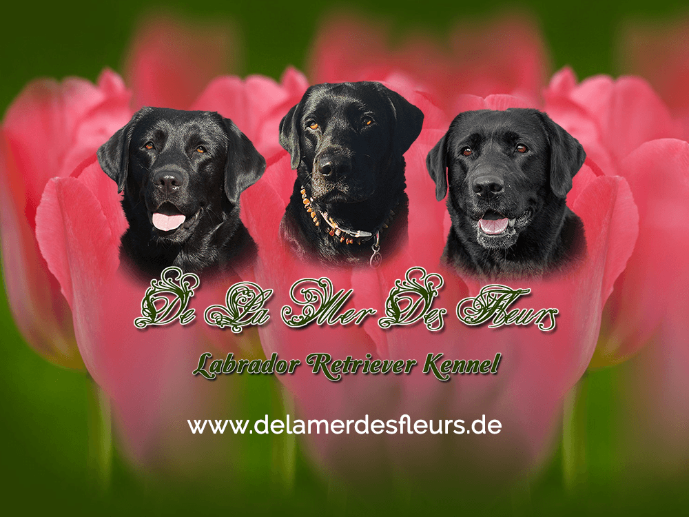 Startseite - De La Mer Des Fleurs Labrador Retriever